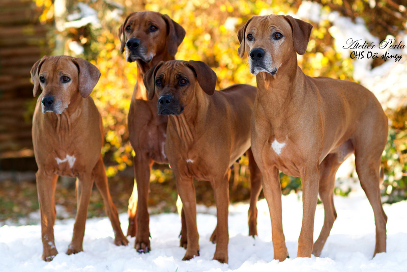 Rhodéský ridgeback, Rhodéský ridgeback štěňata